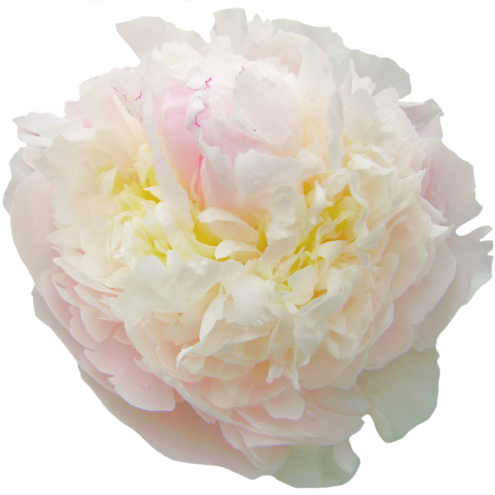 Paeonia Blush Queen - Peonies - My Peony Society