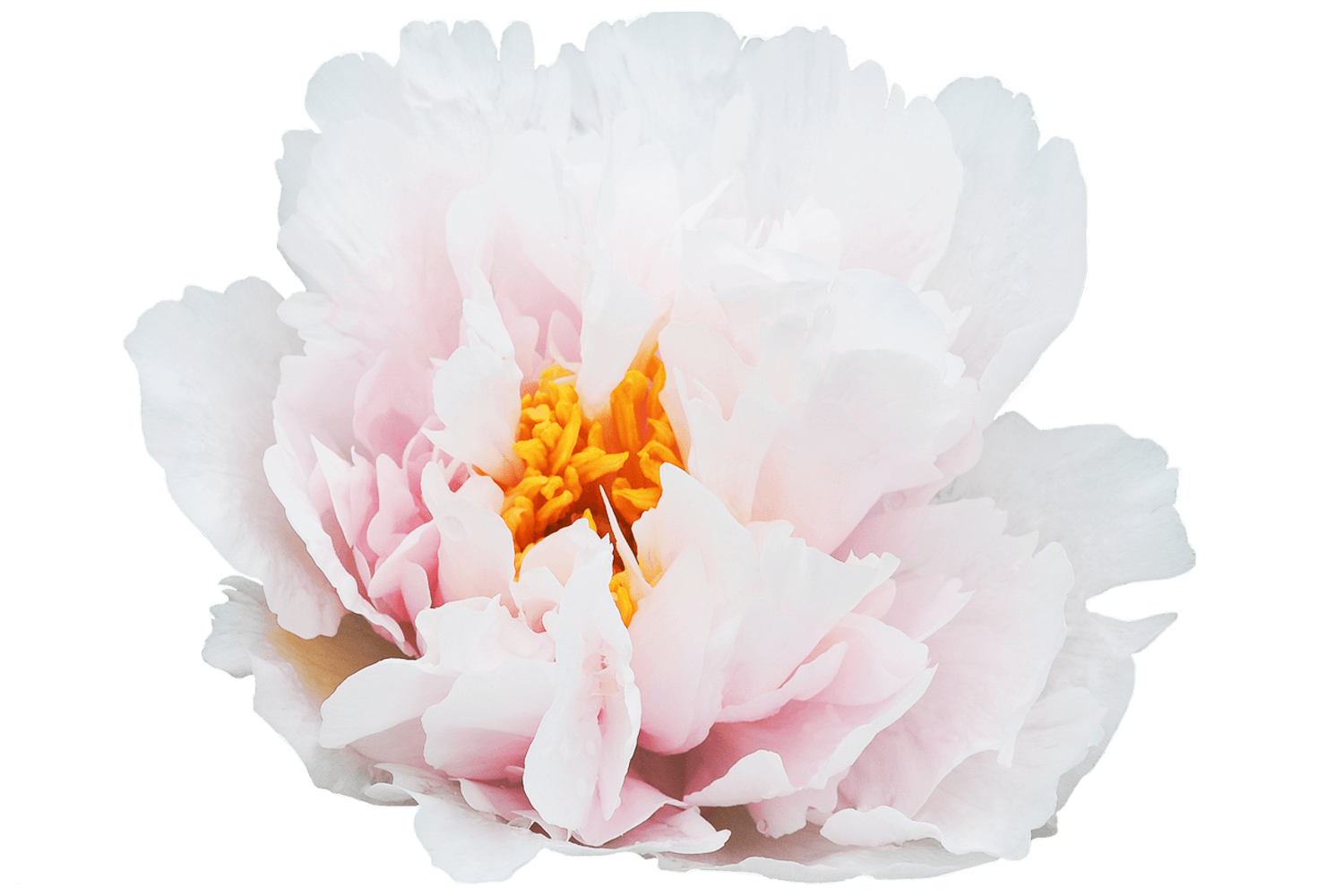 Paeonia Blushing Princess - Pioenrozen - My Peony Society