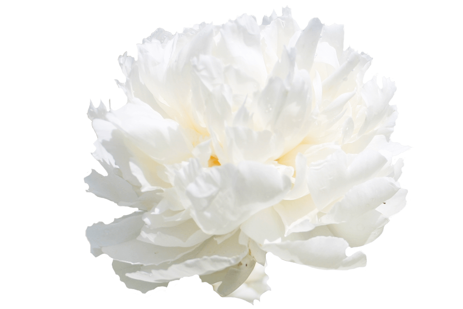 Three great peonies for Mother's Day. | My Peony Society