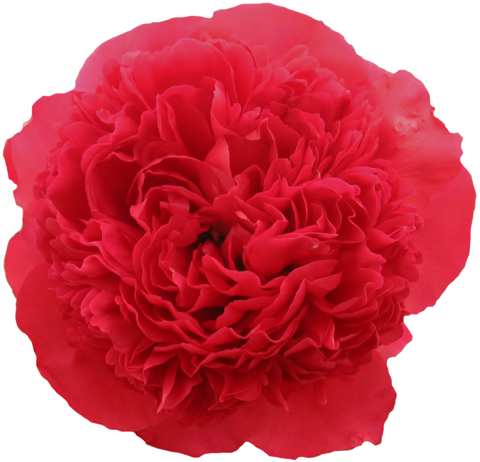 Command Performance | My Peony Society