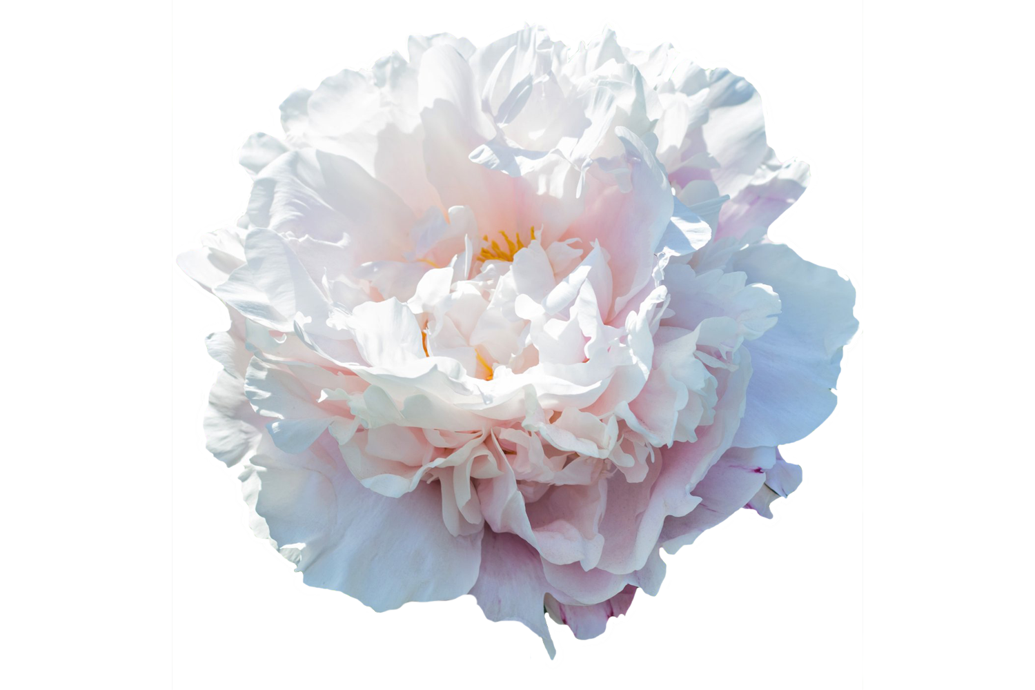 3 peonies for the romantic bride-to-be! - Stories about peonies - My ...