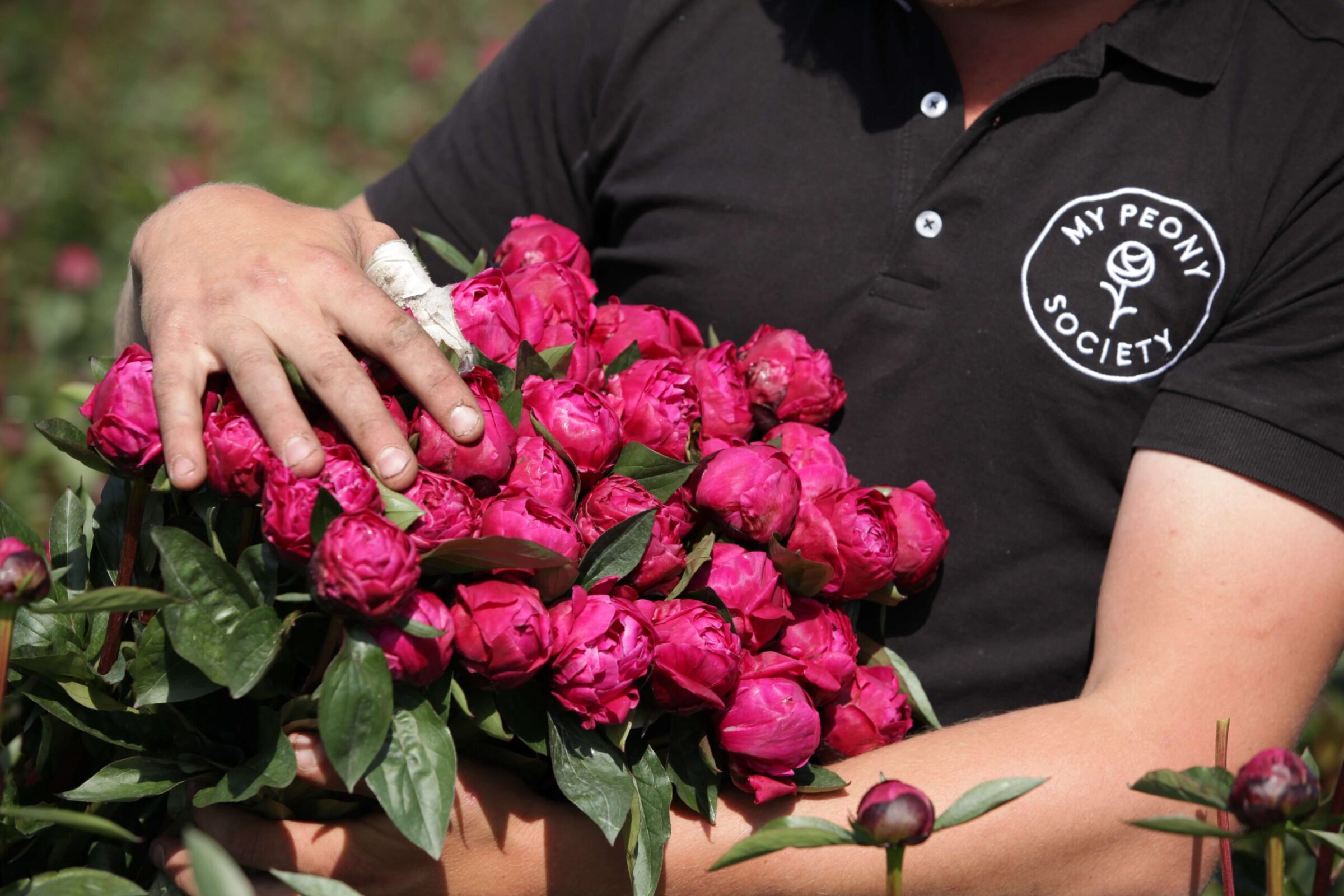 Paeonia Red Sarah Bernhardt - Peonies - My Peony Society