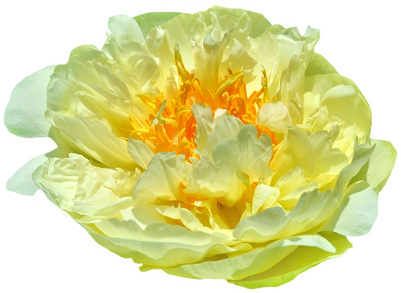 Lemon Chiffon | My Peony Society