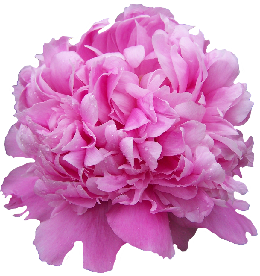 Monsieur Jules Elie | My Peony Society