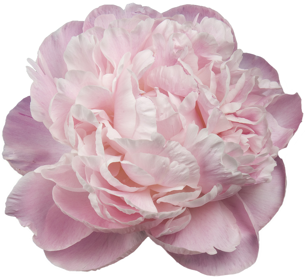 Nick Shaylor | My Peony Society