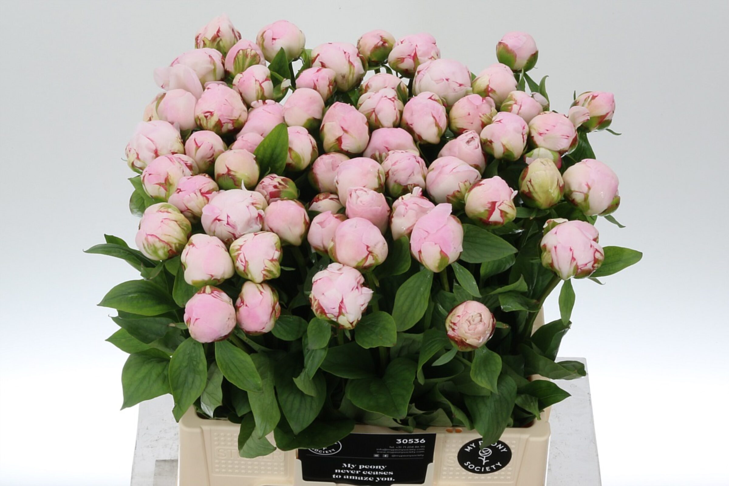 Paeonia Amalia Olson - Peonies - My Peony Society