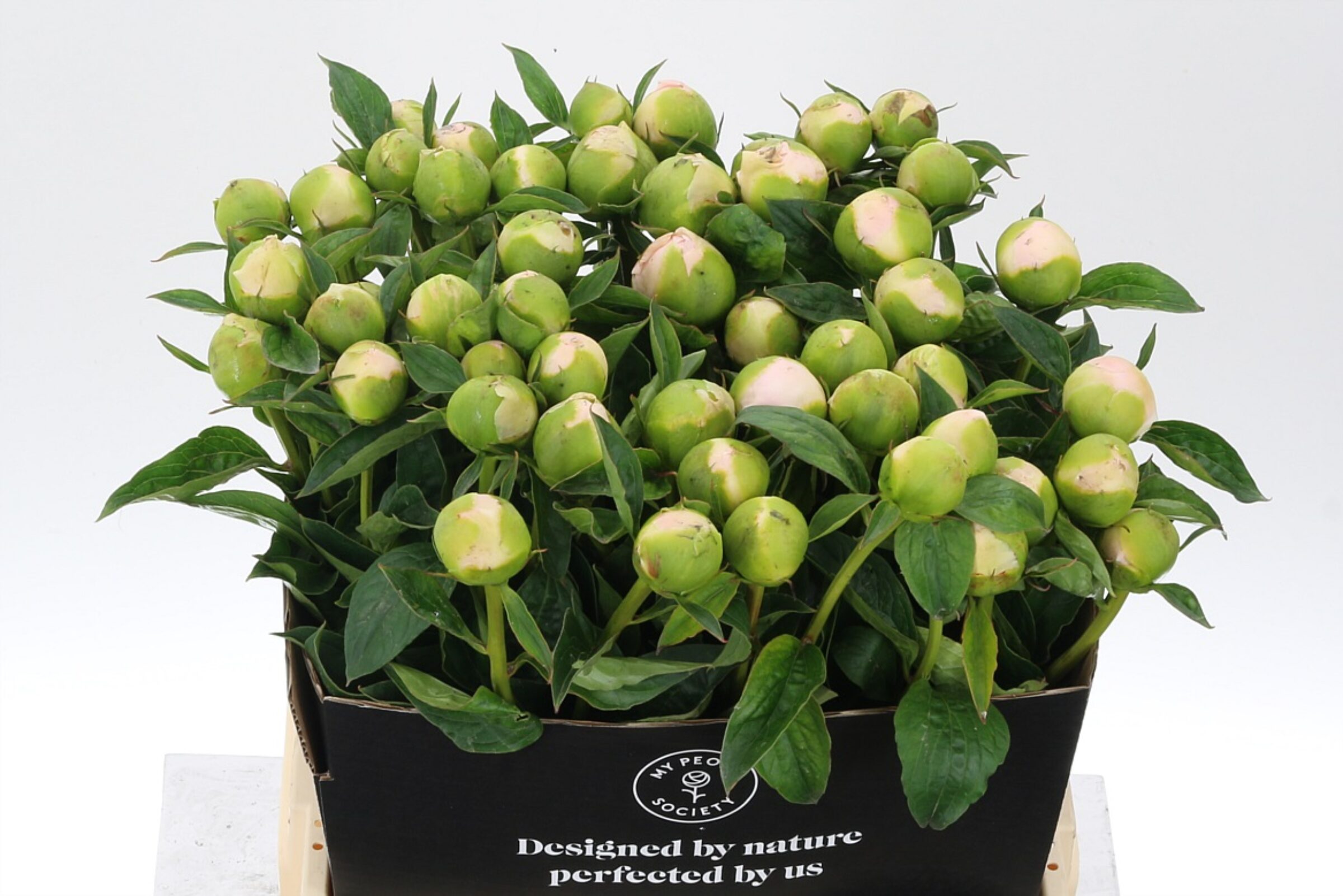 Paeonia Princess Bride - Peonies - My Peony Society