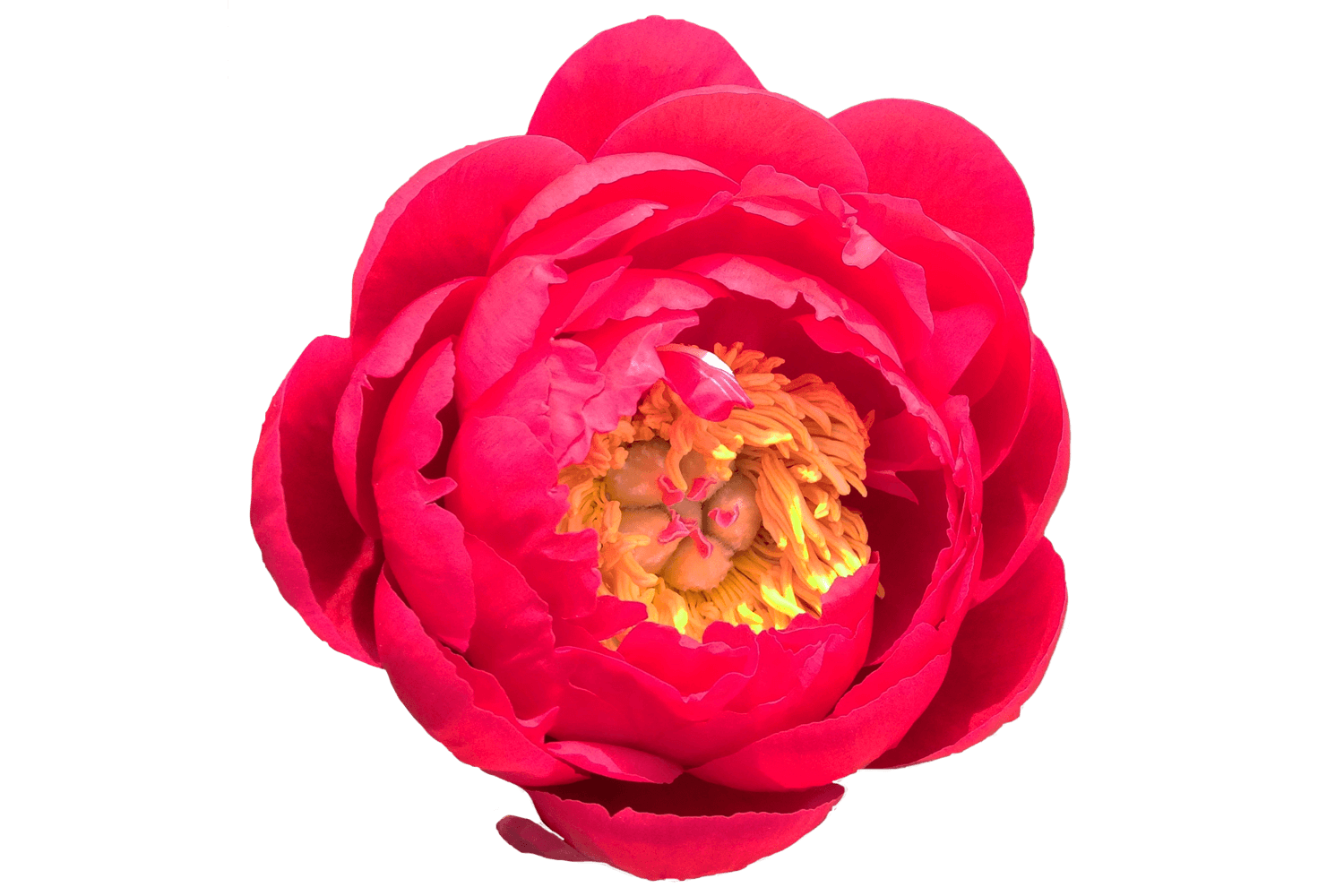 Raspberry Charm | My Peony Society