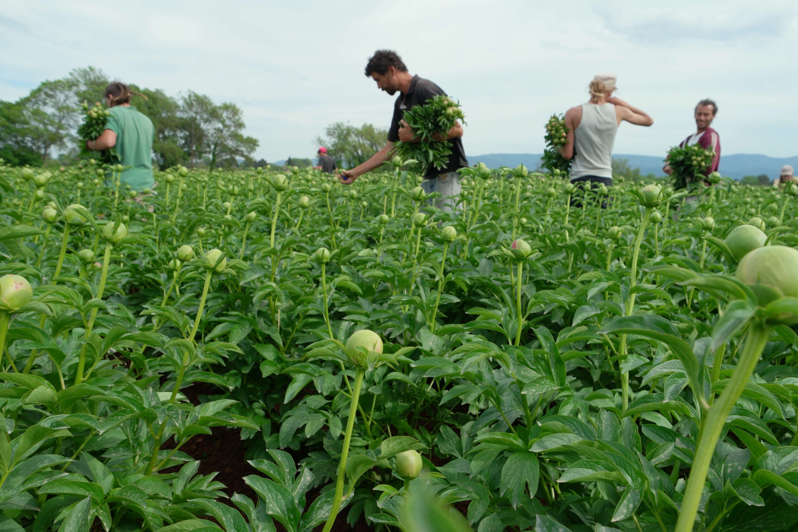 Paeon France | My Peony Society