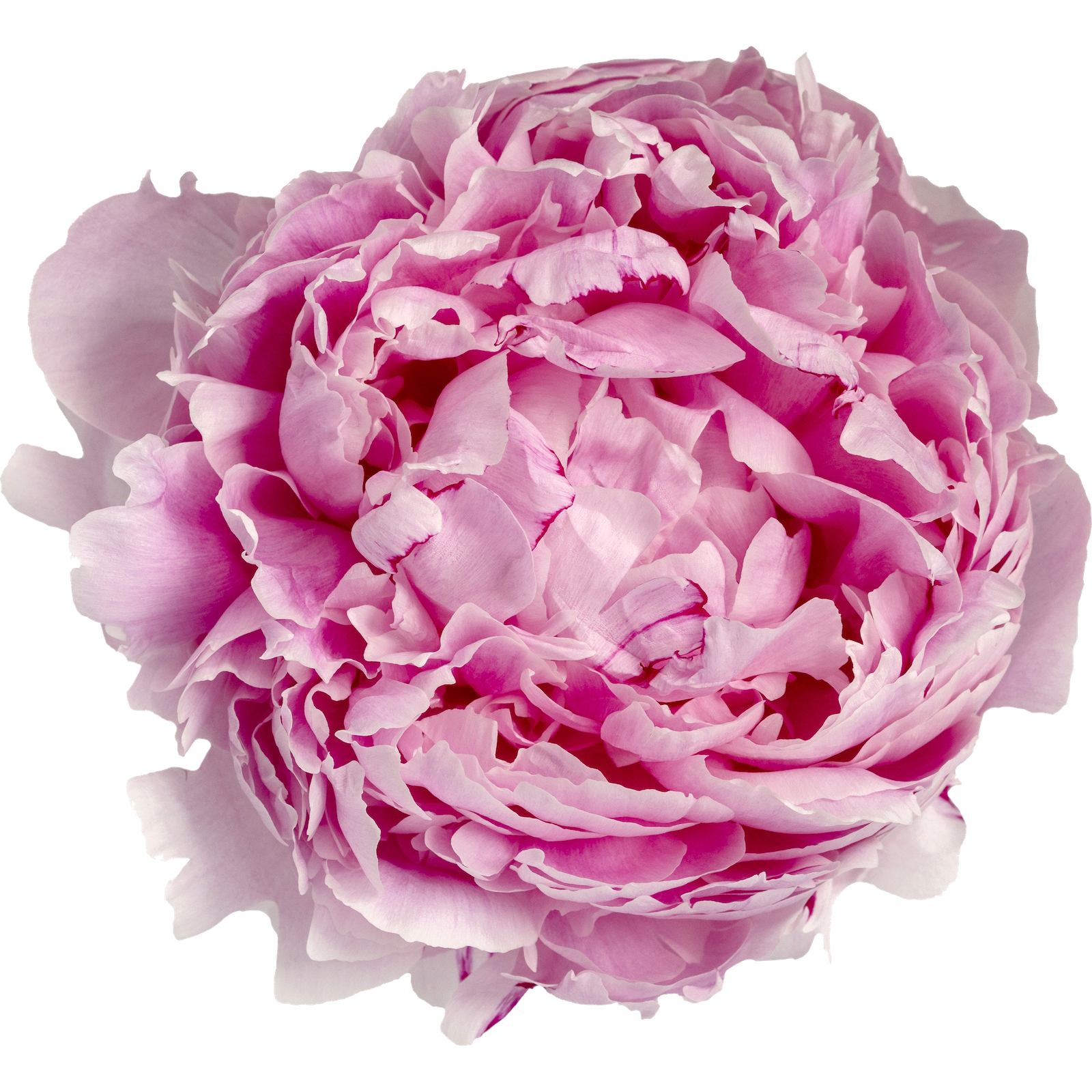 Sarah Bernhardt Peony Care