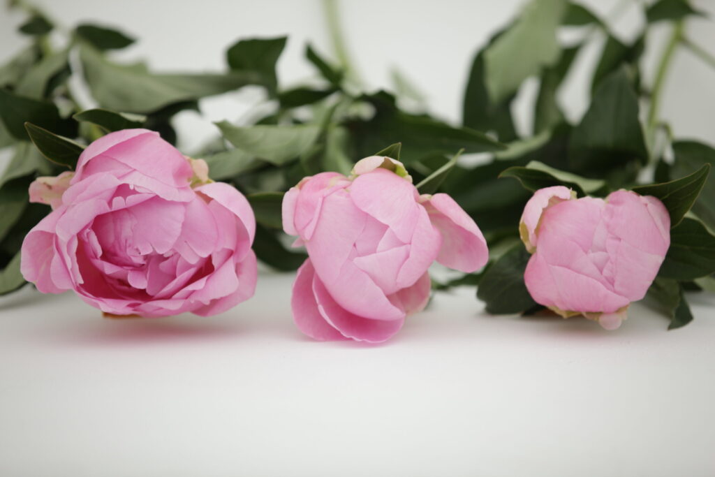 Onze pioenrozen - My Peony Society