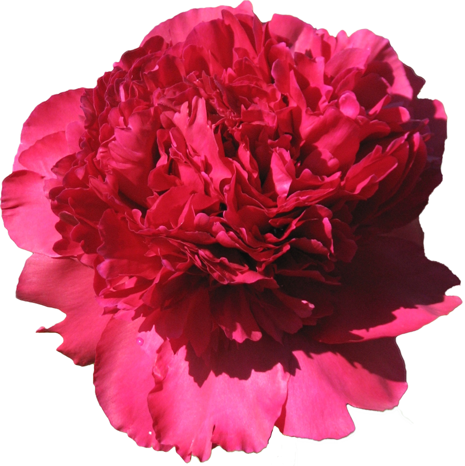 Paeonia Best man - Peonies - My Peony Society