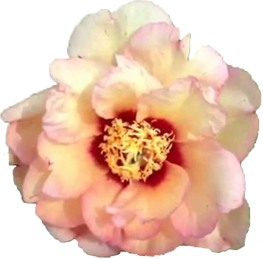 Callie's Memory | My Peony Society