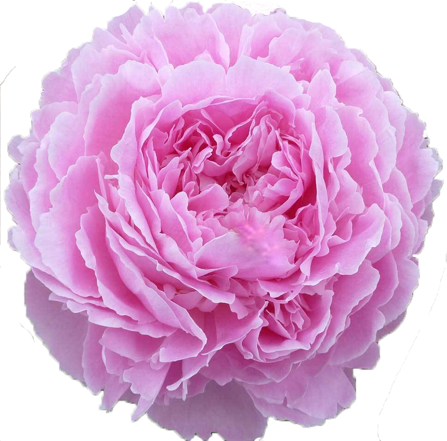Paeonia Jacorma - Peonies - My Peony Society