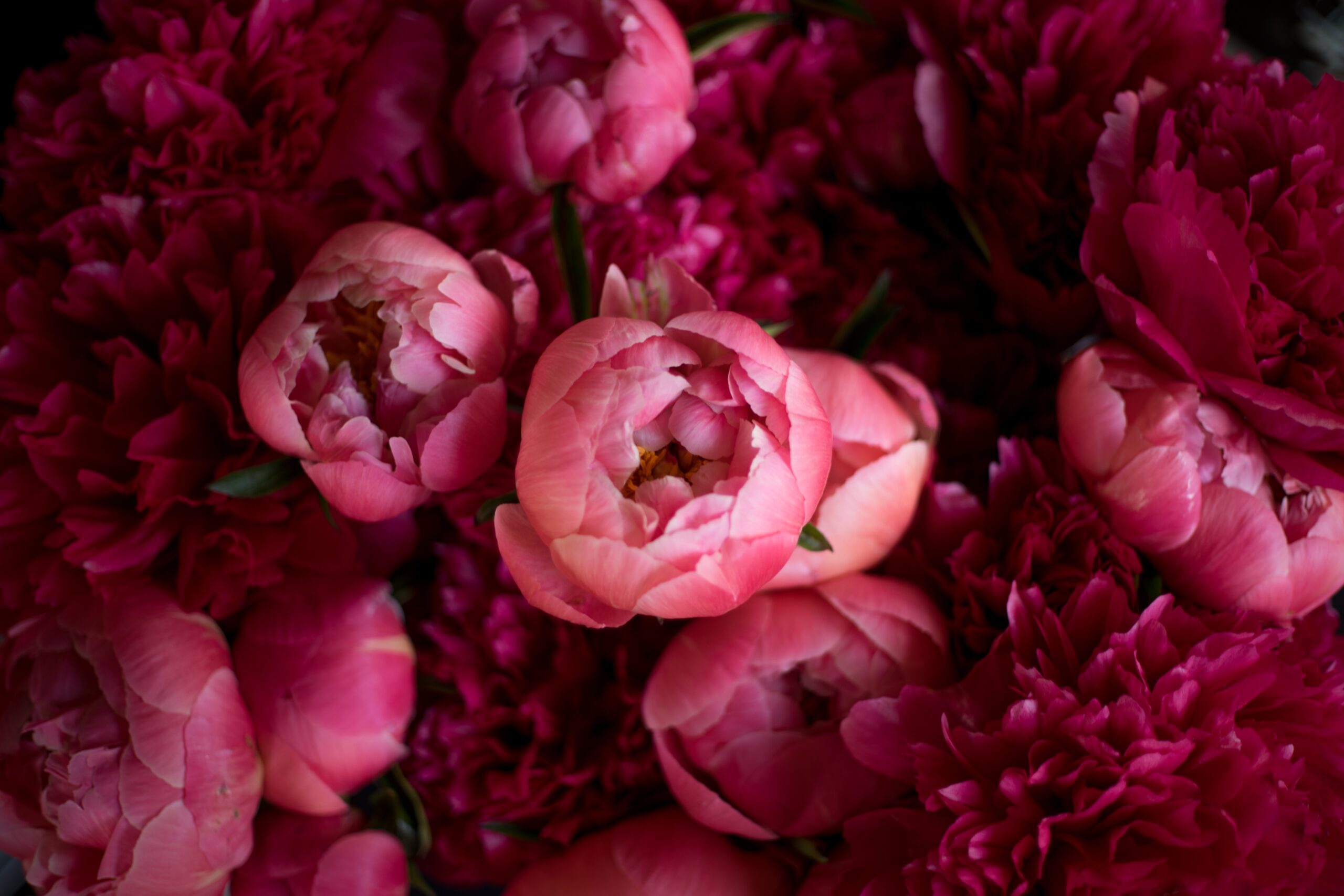 In love with peonies: Menno Kroon | My Peony Society