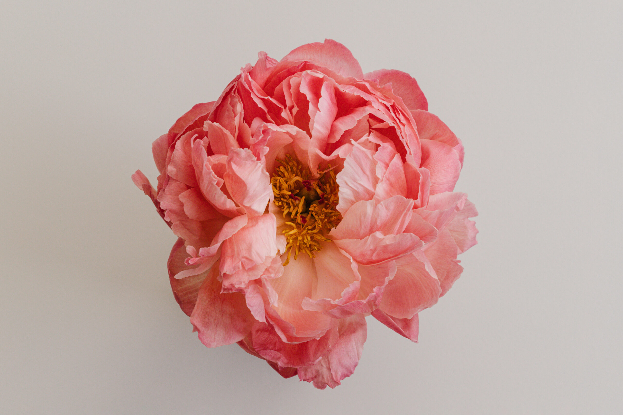Peonies with magical effects | My Peony Society