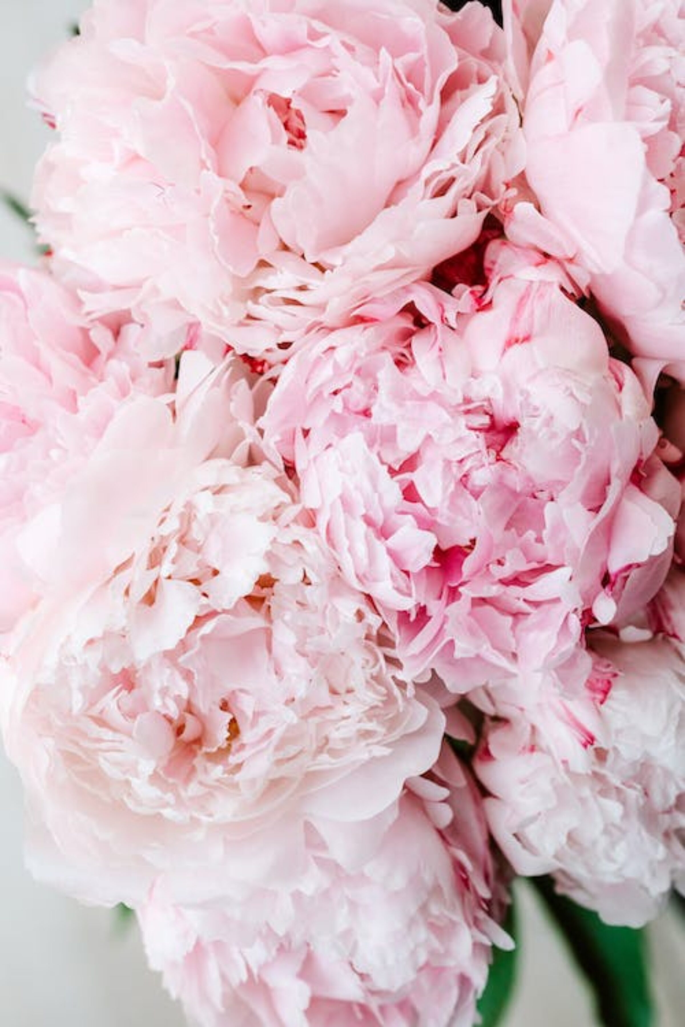 Peonies: the flower that defines spring | My Peony Society