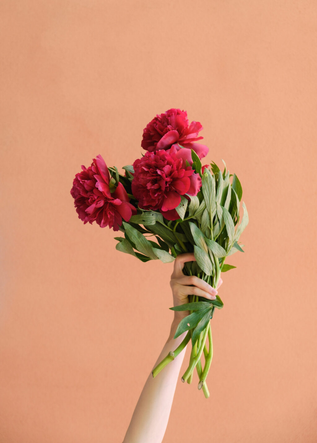 Paeonia Princess Bride - Peonies - My Peony Society